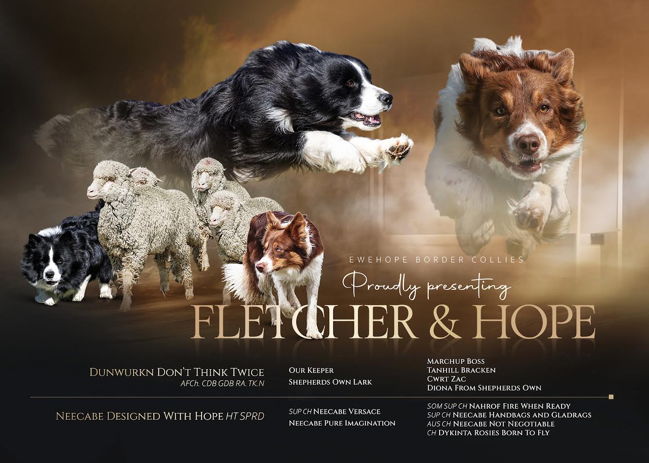 Litter Plans – Ewehope Border Collies